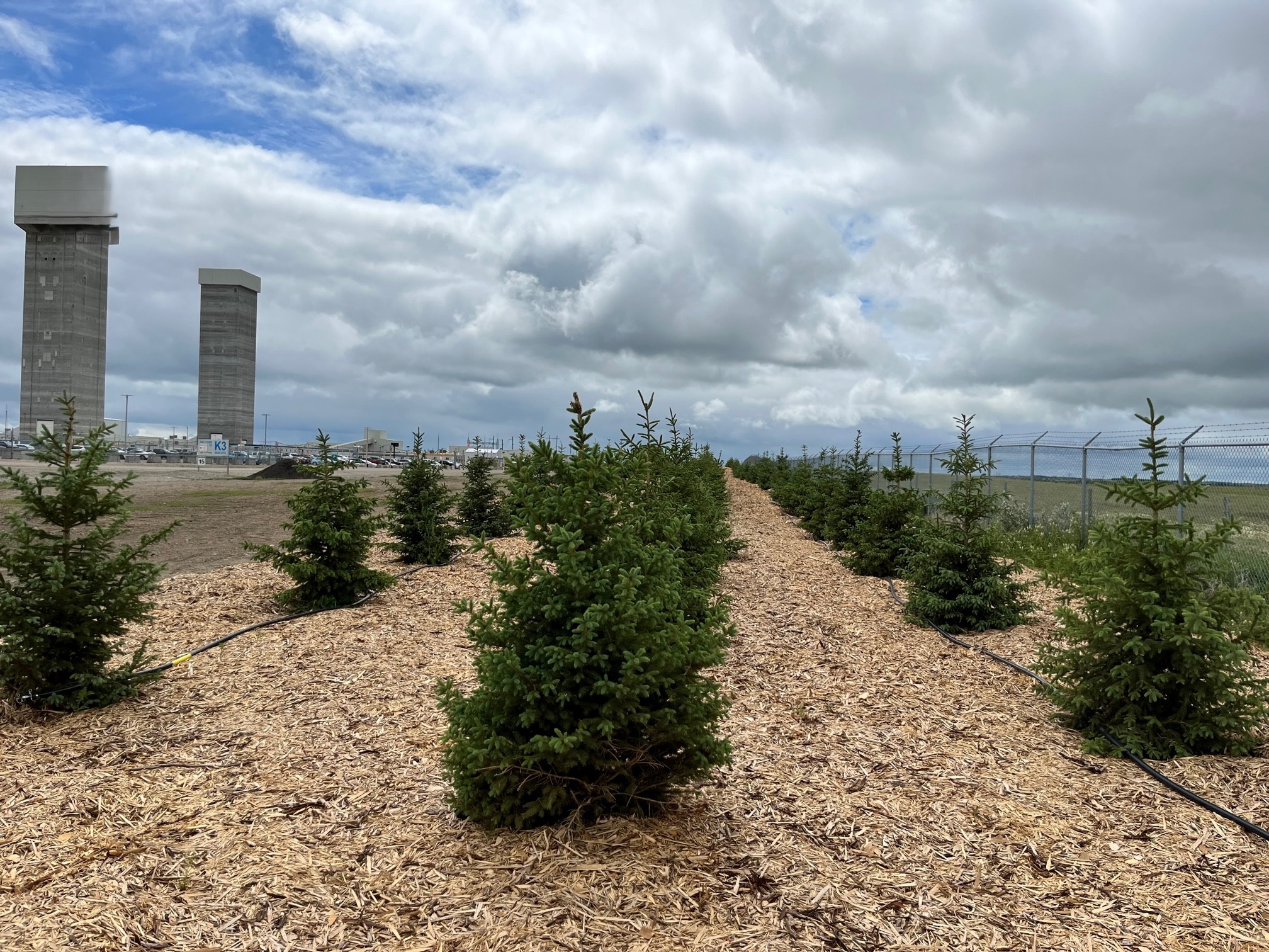 Tree Planting - CORE Industrial